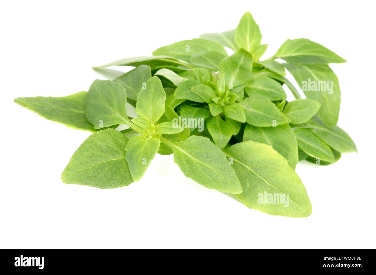 Arrangement of Fresh Green Basil Leaves isolated on white background ...