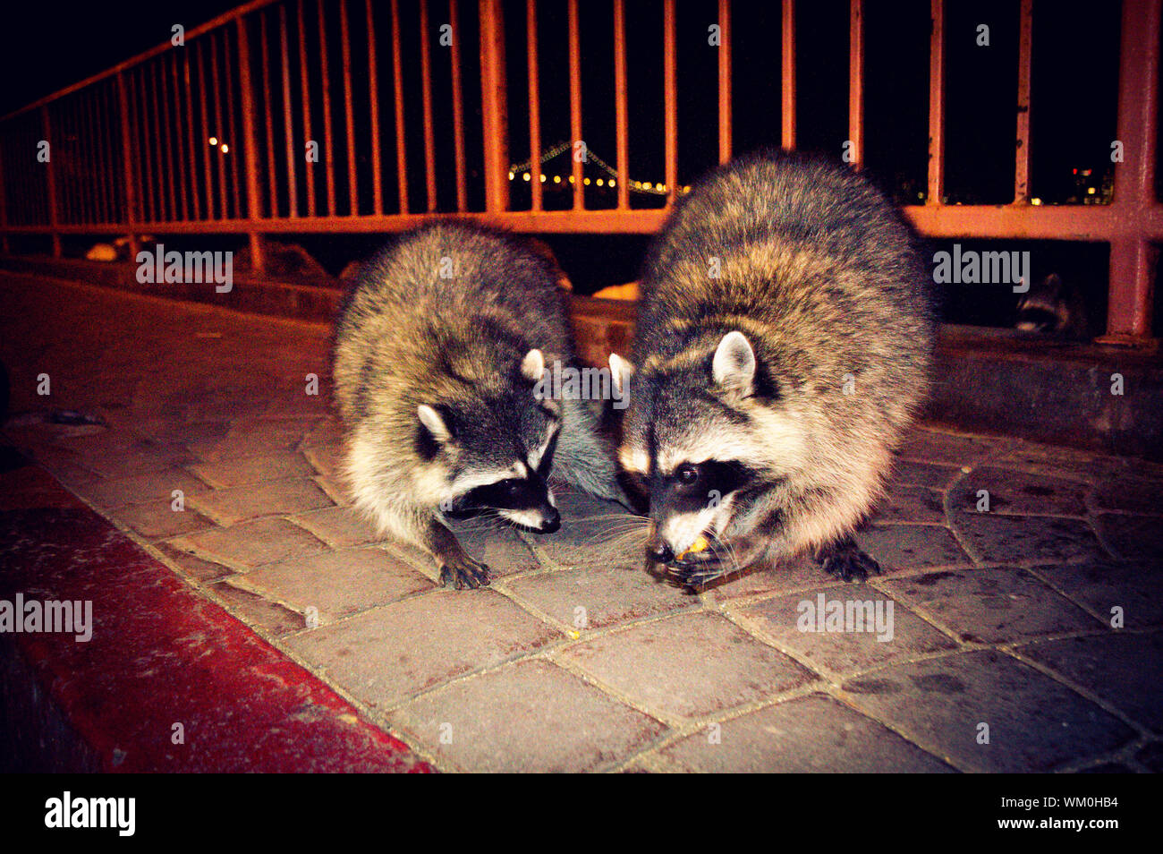Raccoon night hi-res stock photography and images - Alamy