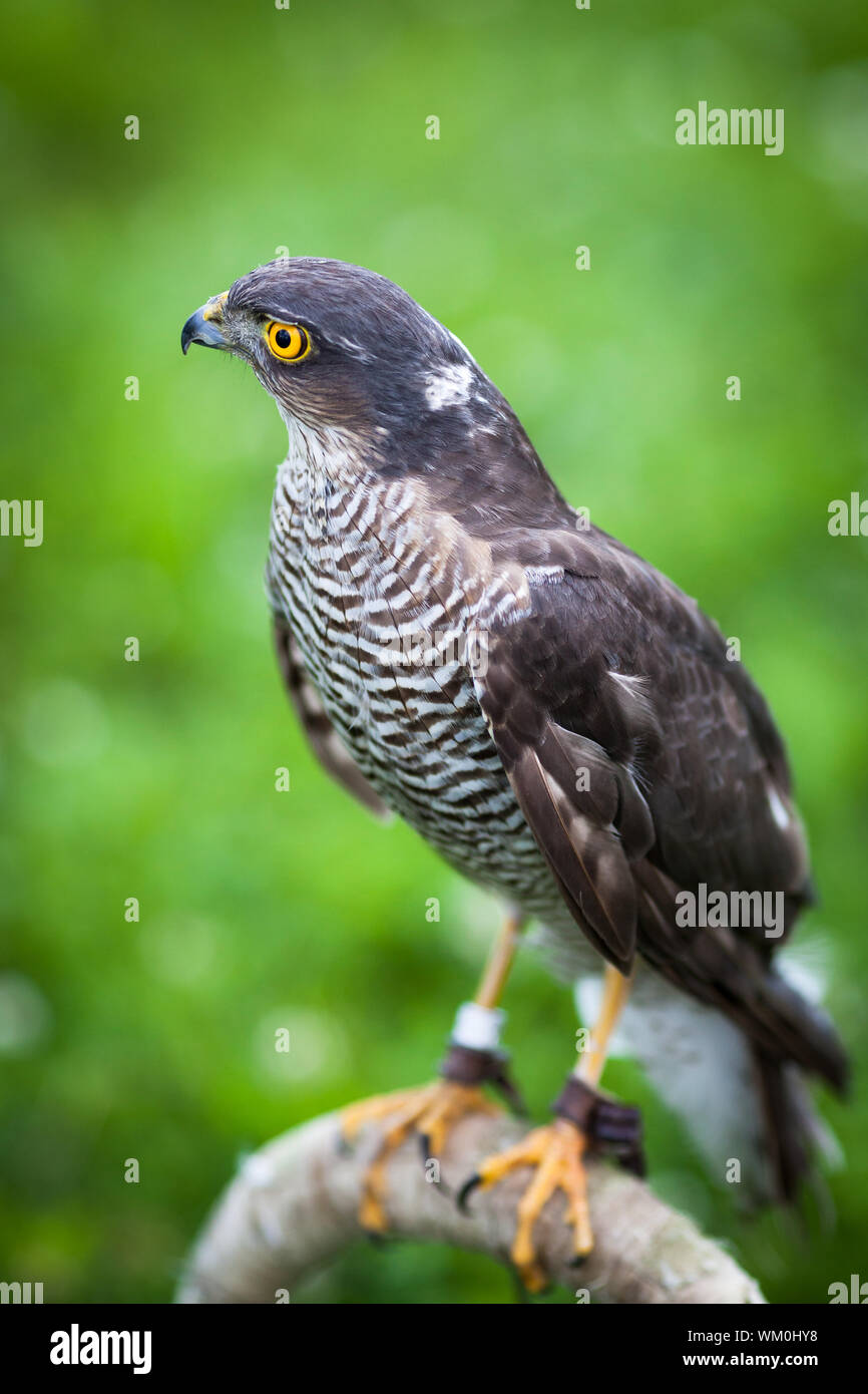 Eurasian sparrowhawk hi-res stock photography and images - Alamy