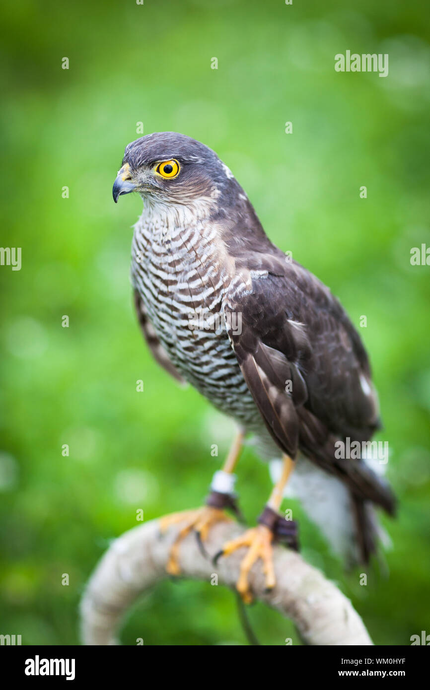 Tail feathers goshawk hi-res stock photography and images - Alamy