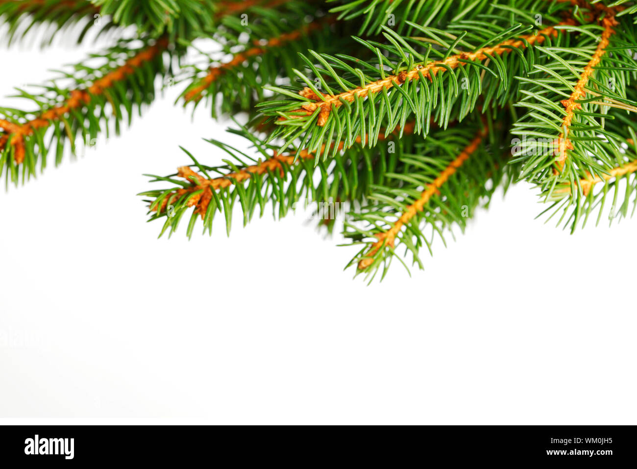 Christmas tree branch isolated on white background Stock Photo - Alamy