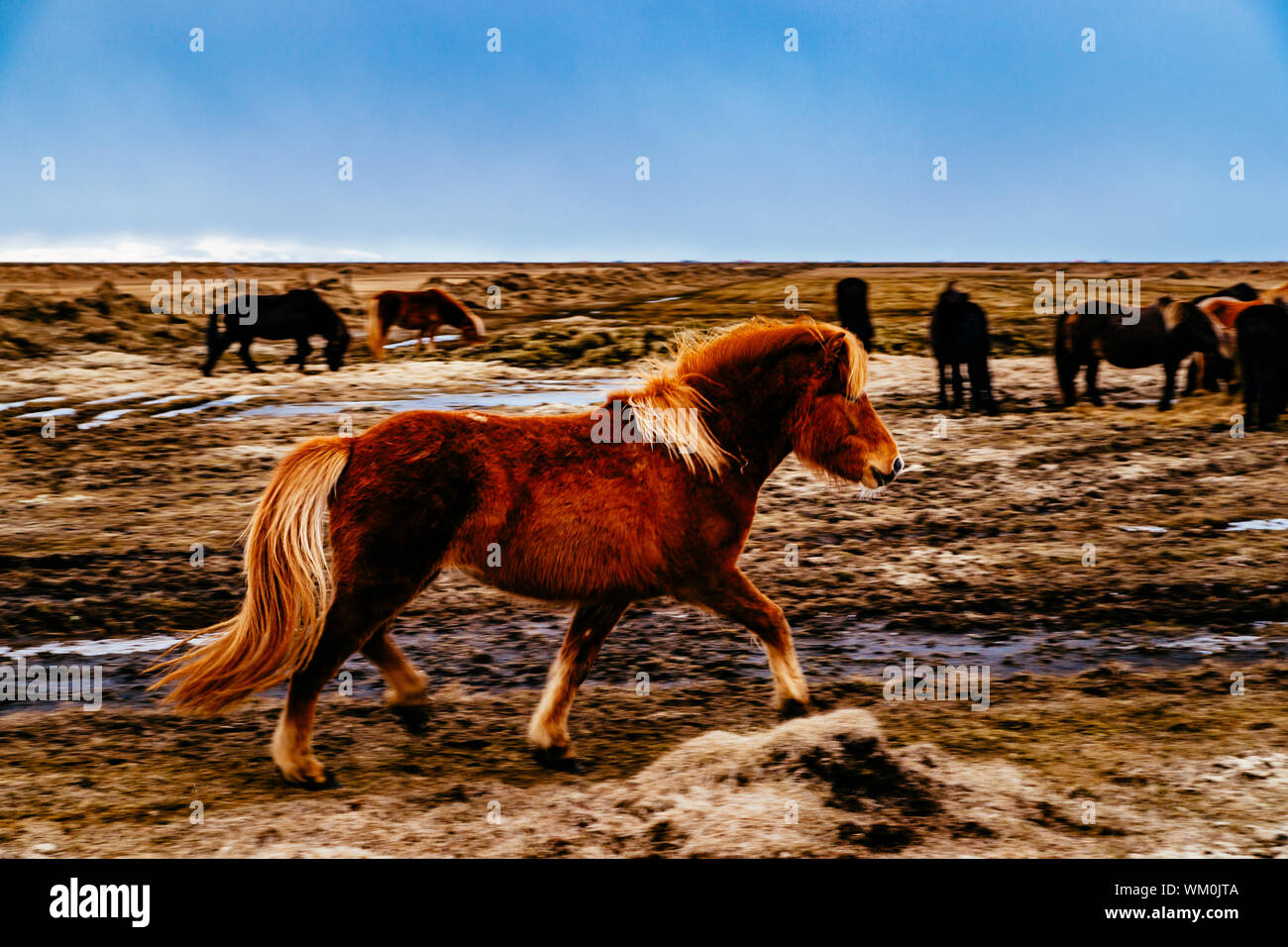 Pony running hi-res stock photography and images - Alamy