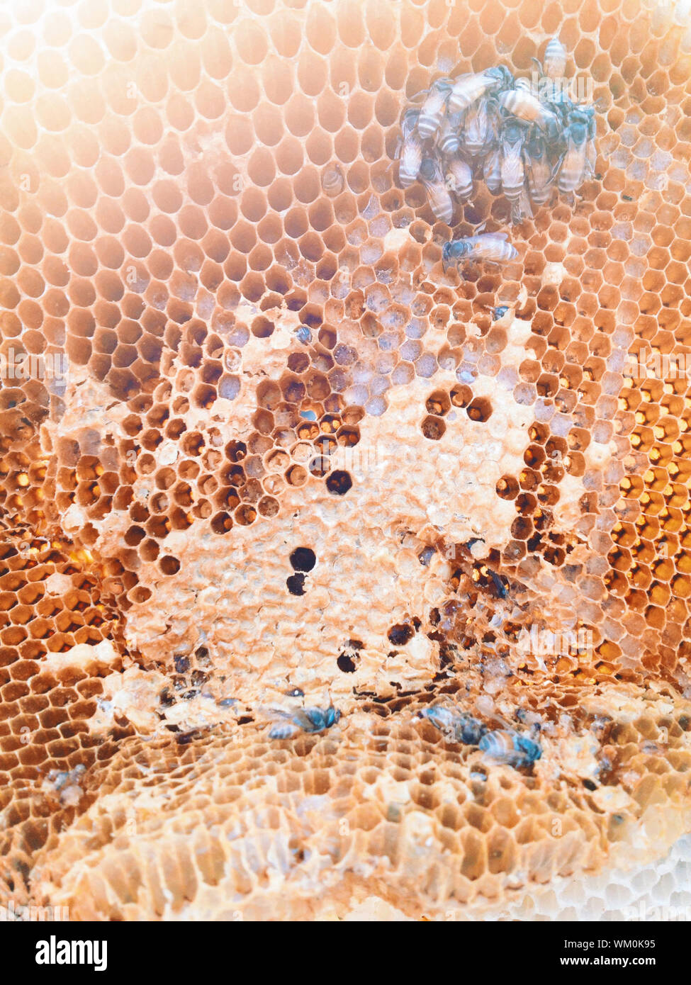 Honeycomb inside beehive hi-res stock photography and images - Alamy