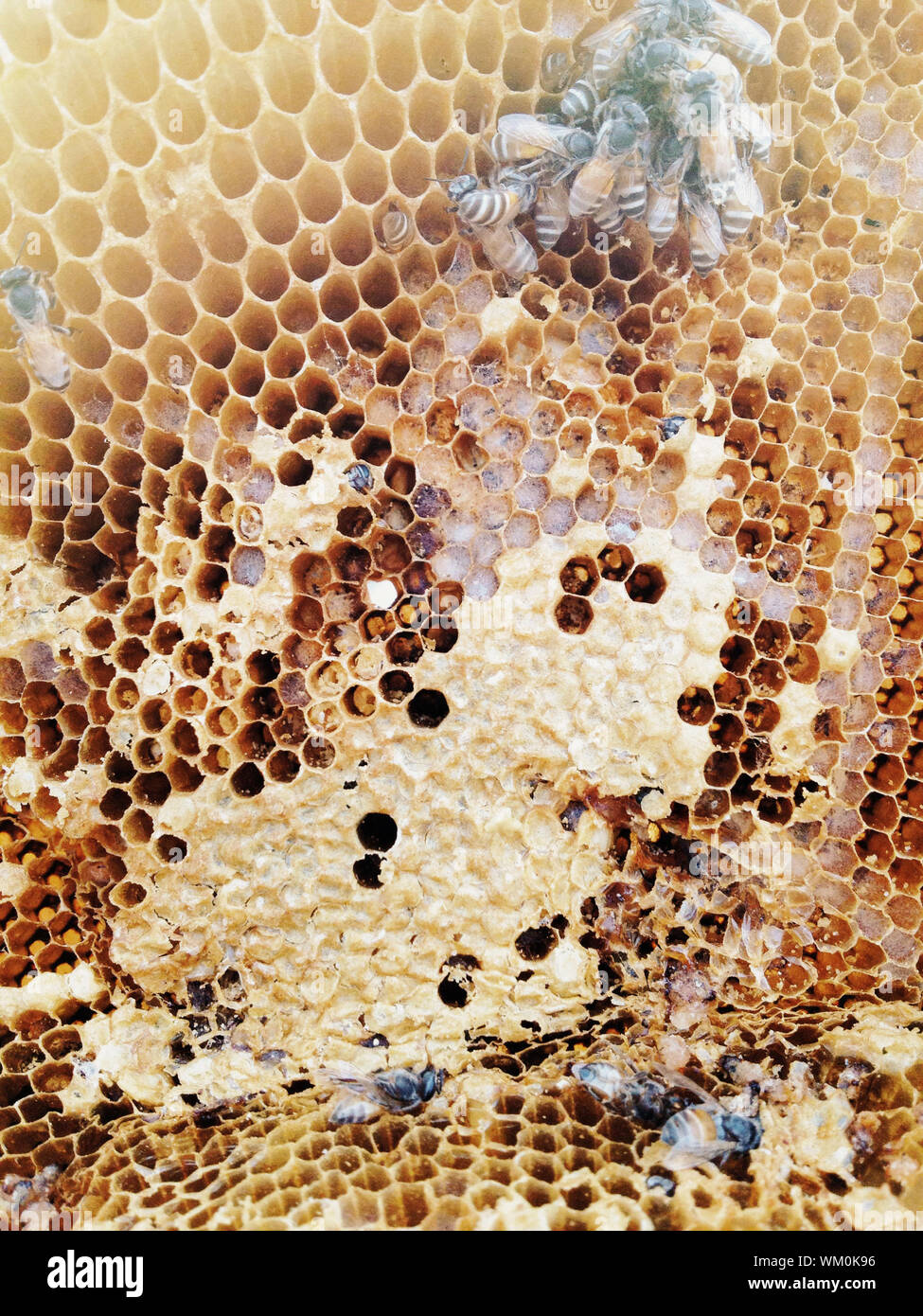 Honeycomb inside beehive hi-res stock photography and images - Alamy