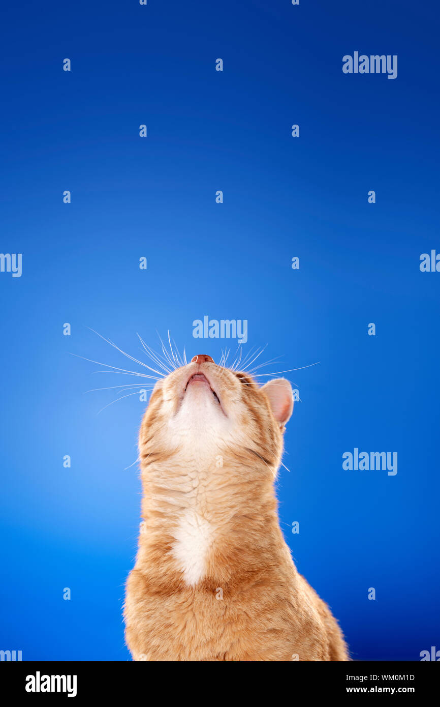 A Ginger Cat looking up Stock Photo - Alamy