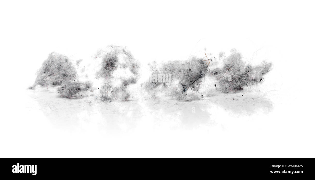 Dust bunnies on white reflecting background Stock Photo - Alamy