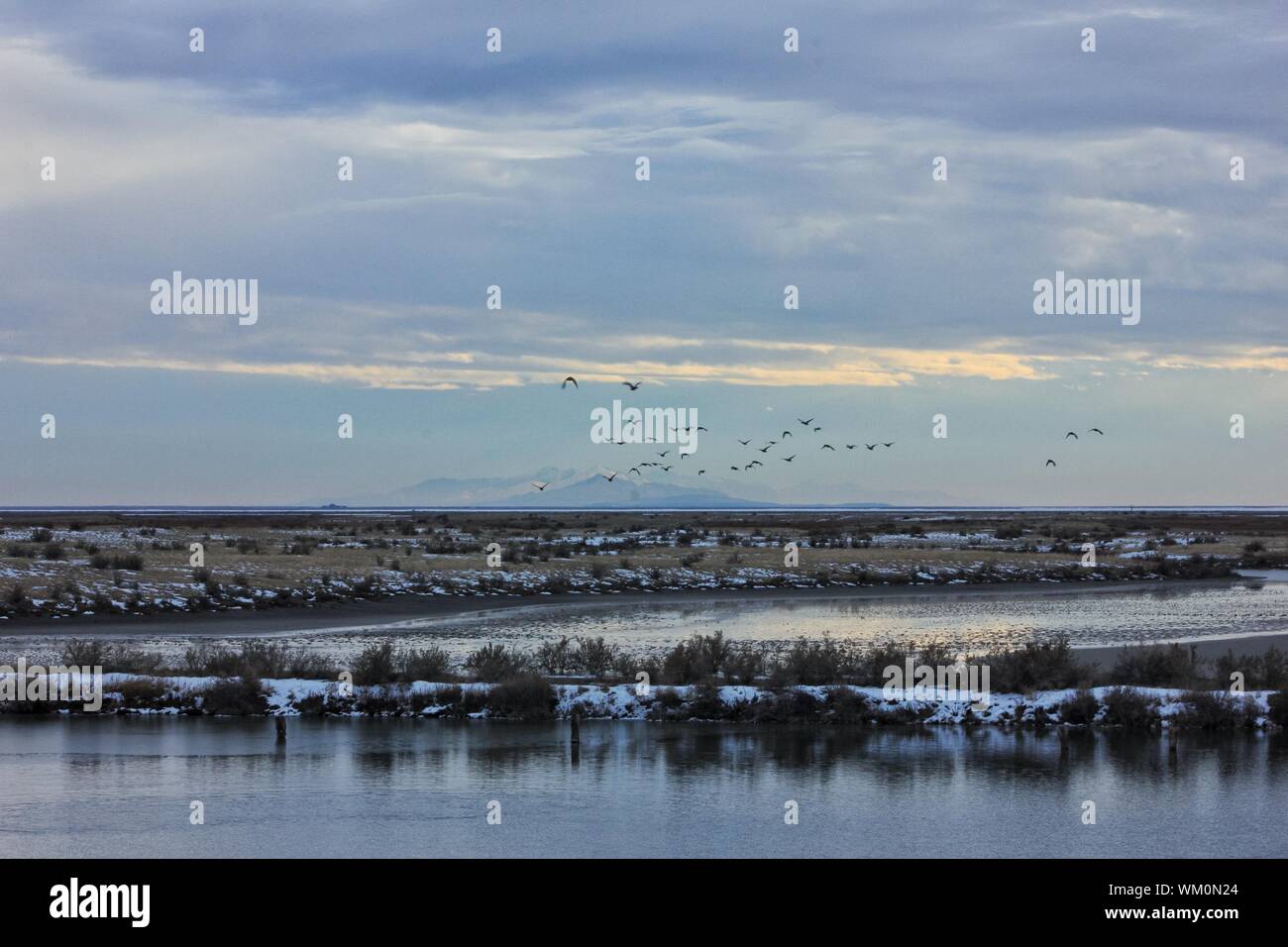 Great salt lake wildlife hi-res stock photography and images - Alamy