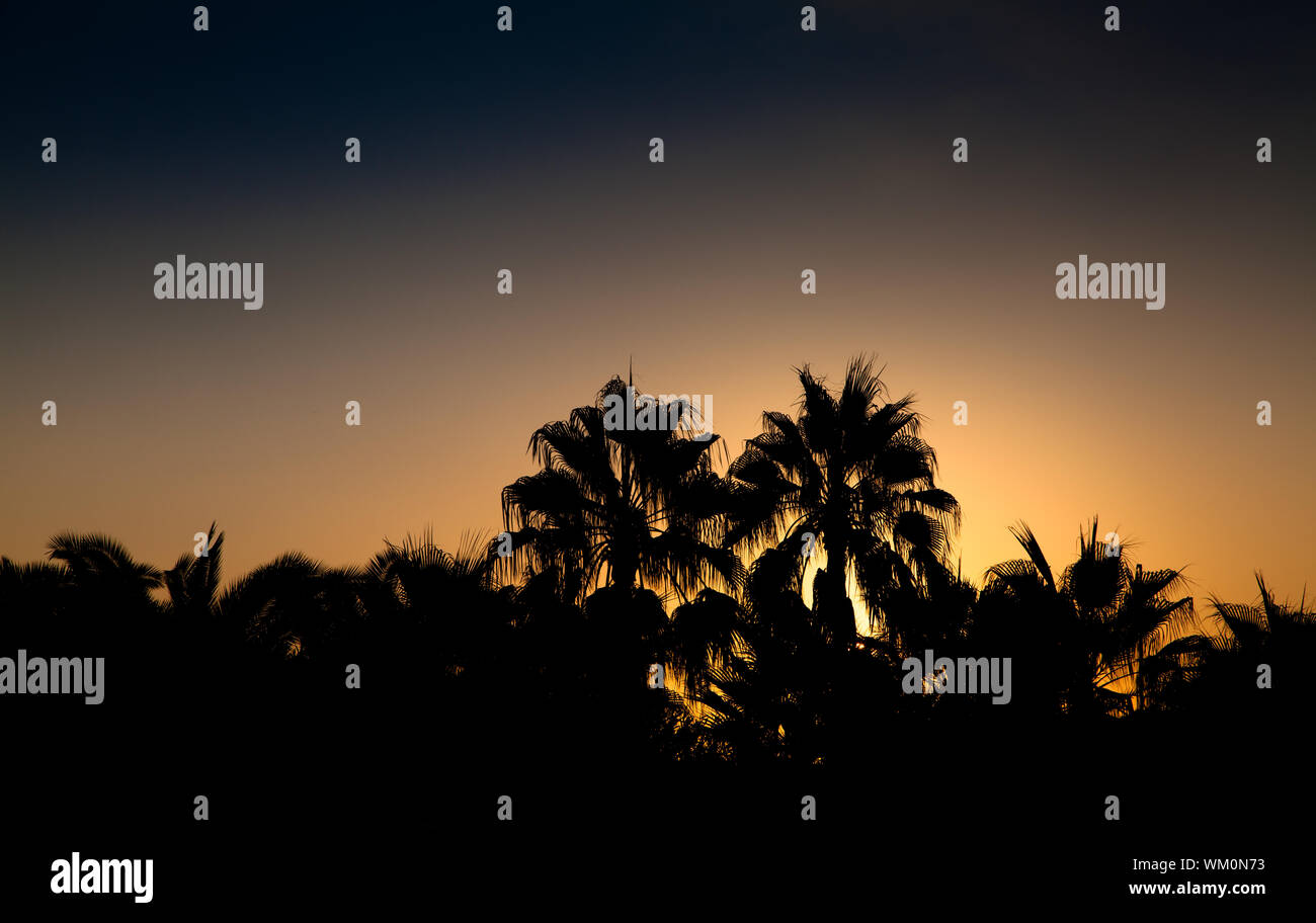 Sunrise and horizontal palm hi-res stock photography and images - Alamy
