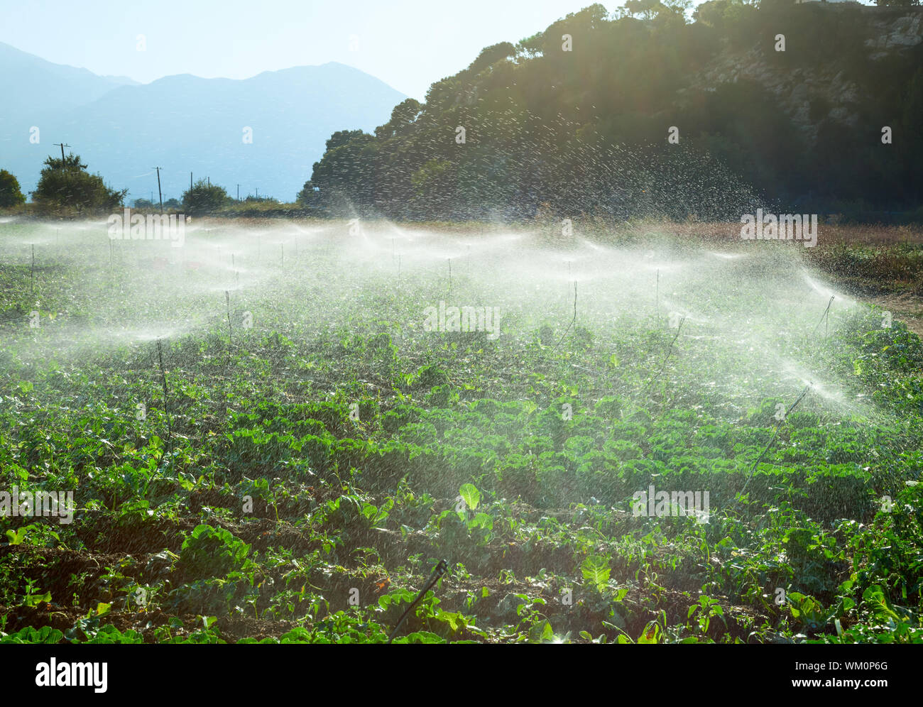 Watering crops by sprinkler irrigation on a farm land Stock Photo - Alamy