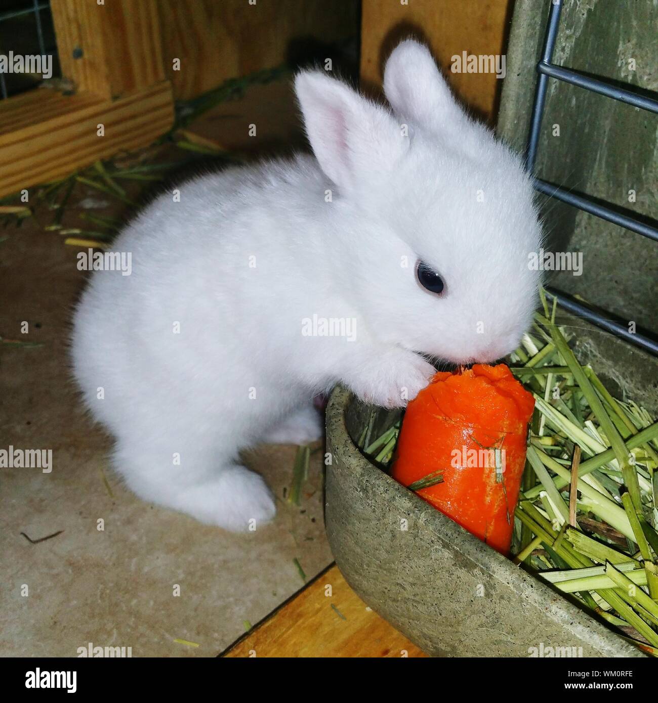 Rabbit and carrot hi-res stock photography and images - Alamy