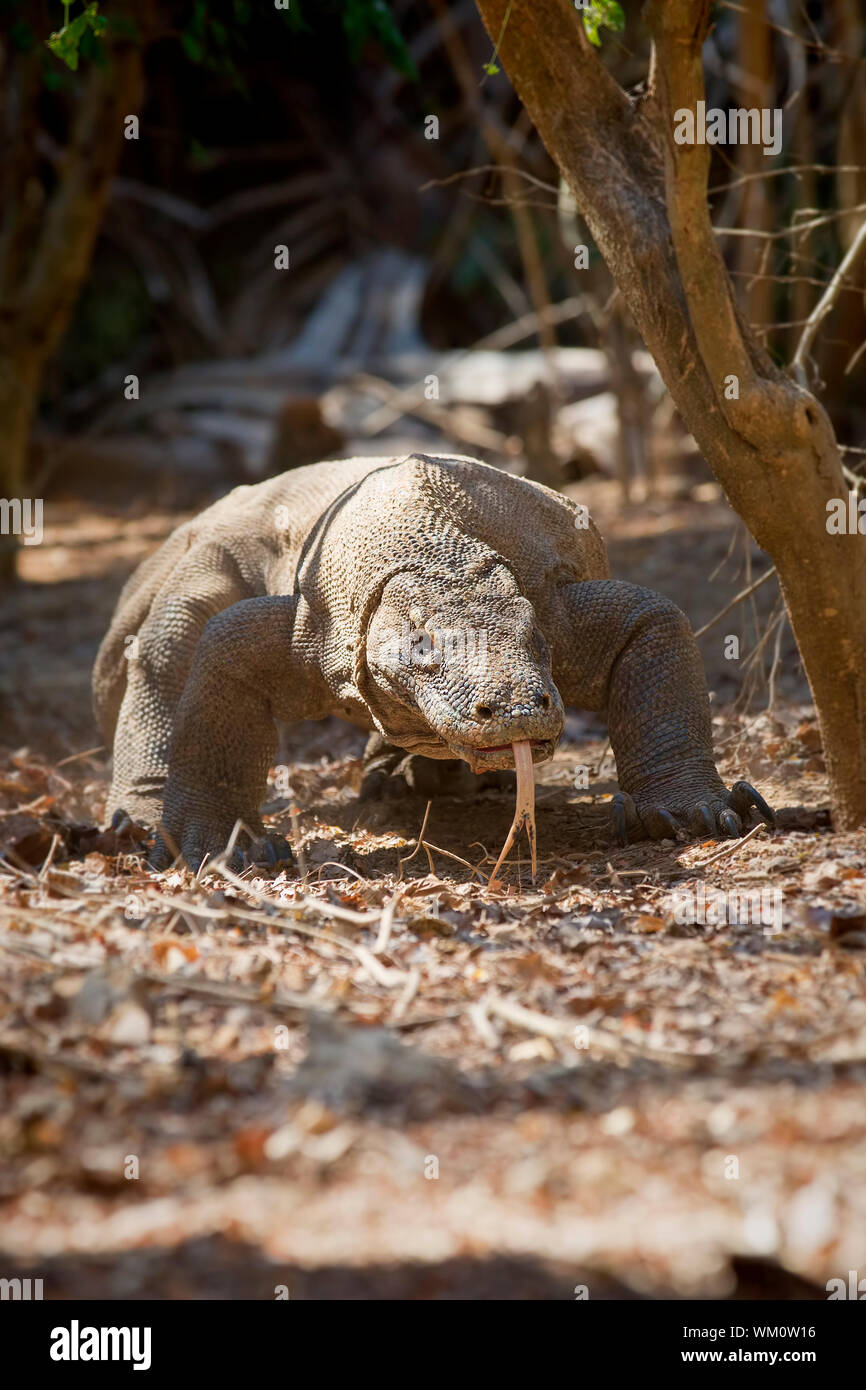 Big komodo hi-res stock photography and images - Alamy