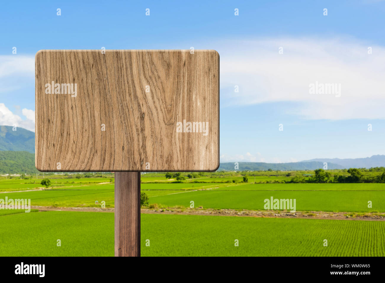 Blank wooden sign on field of paddy rice farm. Concept of rural ...