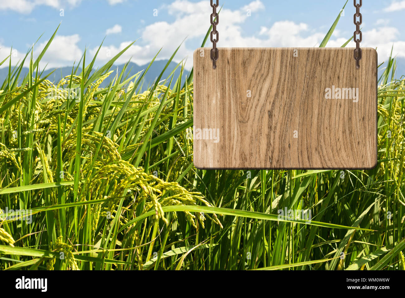 Blank wooden sign on field of paddy farm. Concept of rural, idyllic ...
