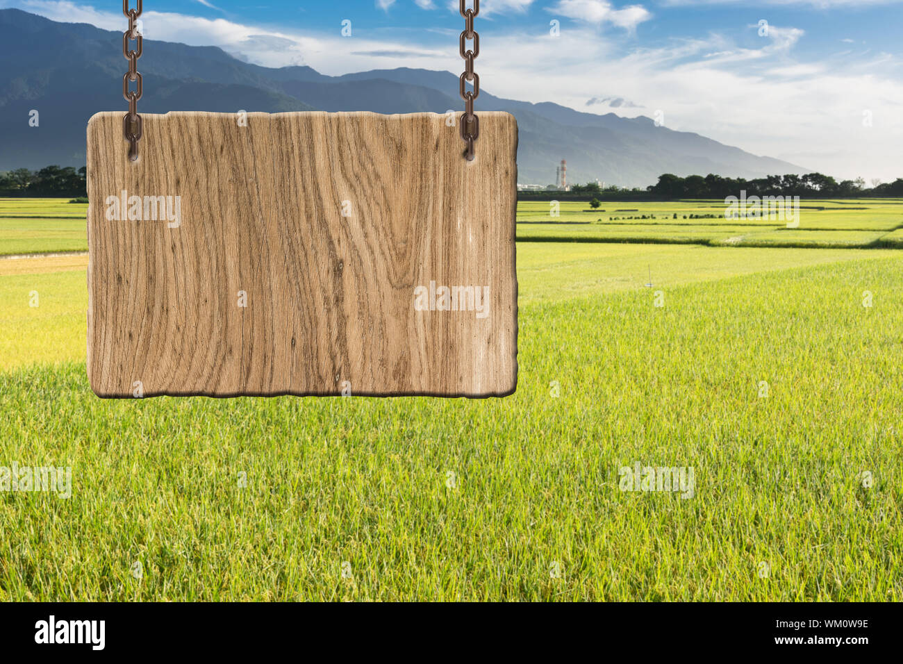 Blank wooden sign on field of paddy farm. Concept of rural, idyllic ...