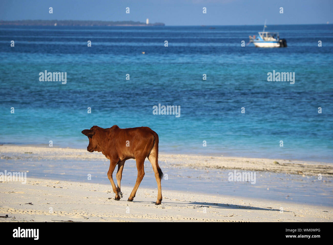 Cow walking on beach hi-res stock photography and images - Alamy