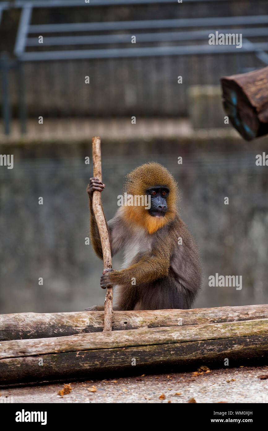 Monkey holding hi-res stock photography and images - Alamy