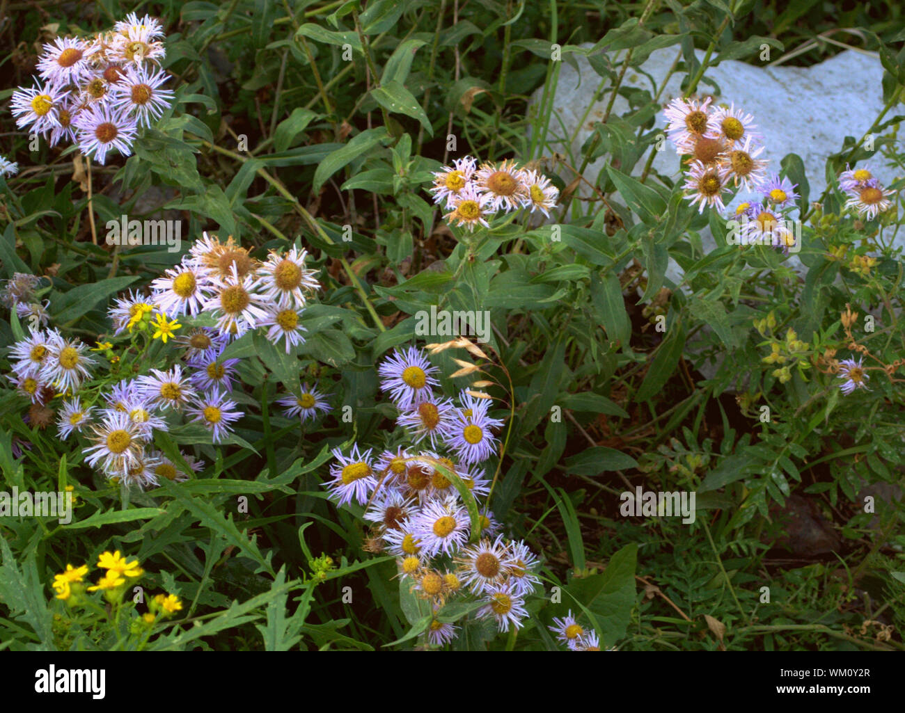 Mountain daisy erigeron peregrinus hi-res stock photography and images ...
