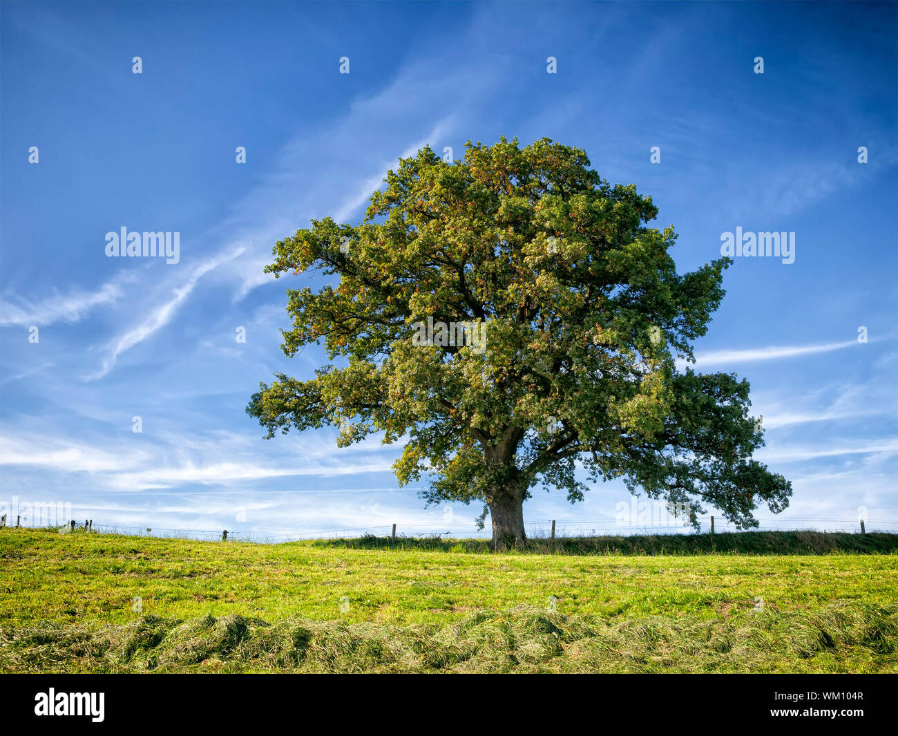 An image of a tree in the meadow Stock Photo - Alamy