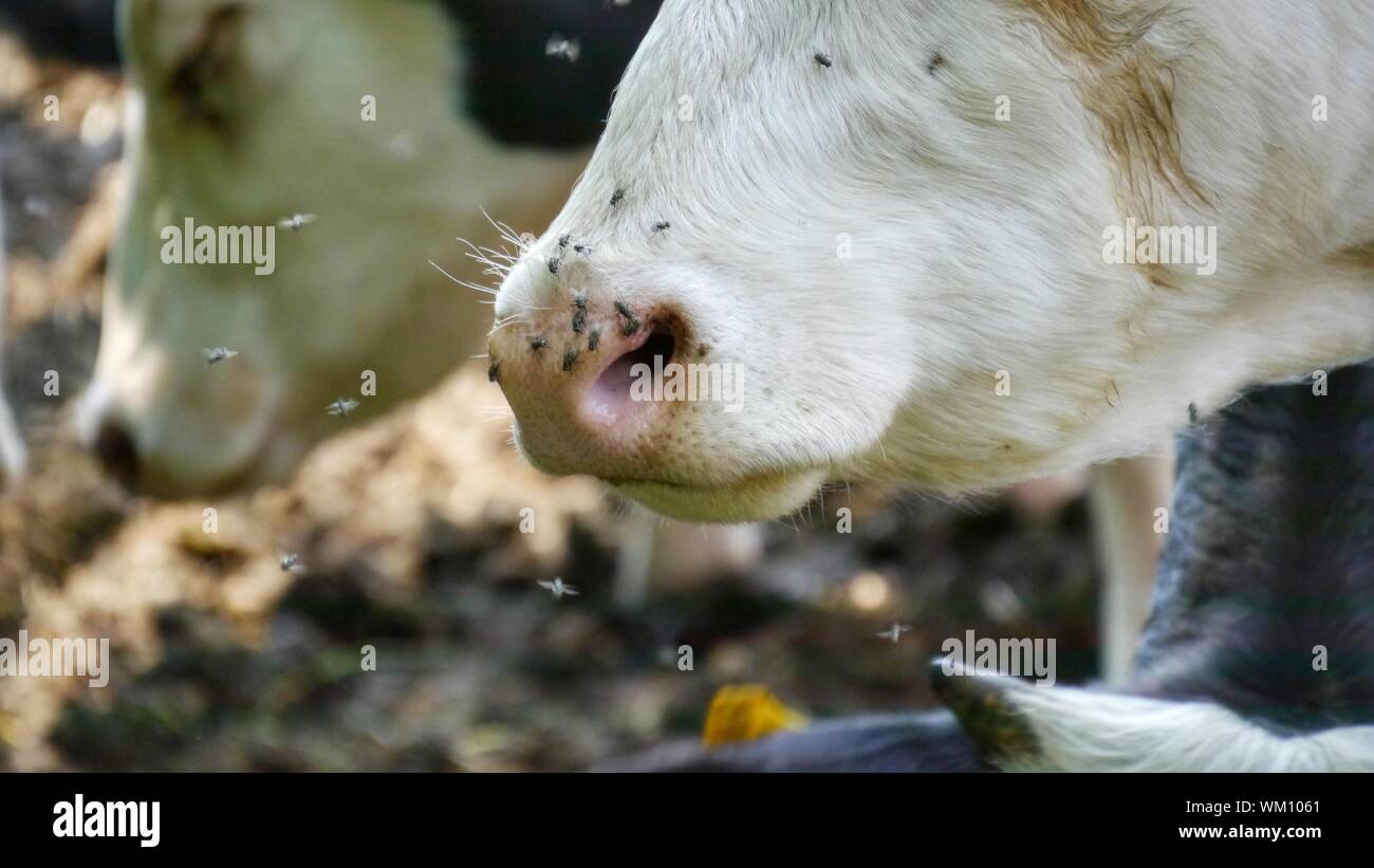 Nose flies hi-res stock photography and images - Alamy