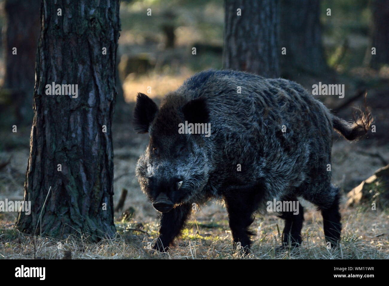 Front View Of Pig By Tree Stock Photo - Alamy