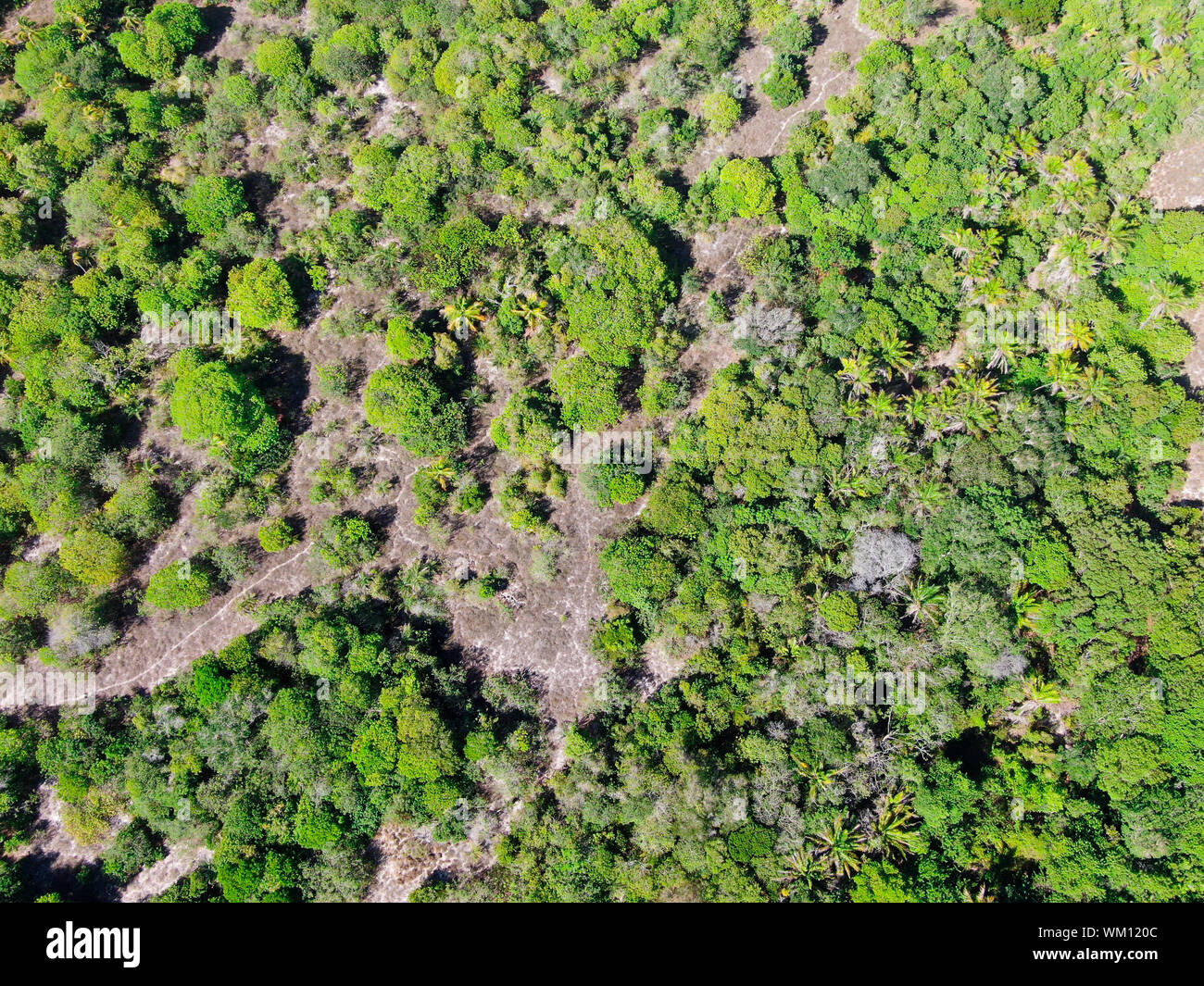 Aerial view of tropical forest, jungle in Praia Do Forte, Brazil ...