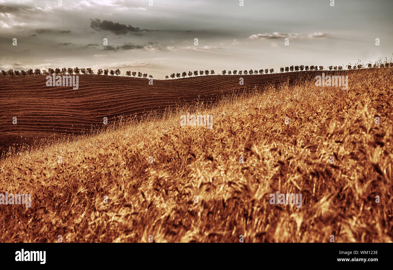 Golden dry wheat field Stock Photo - Alamy