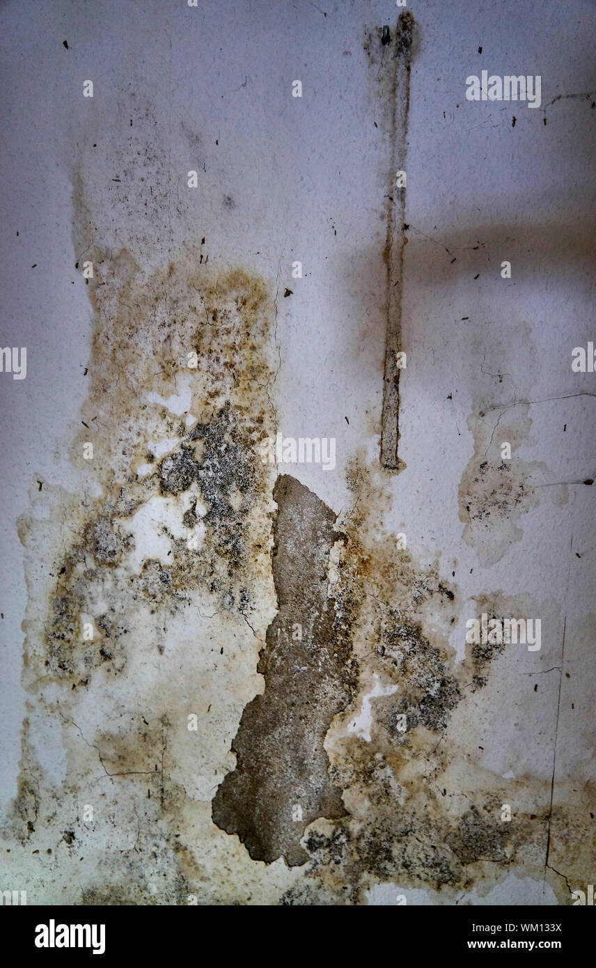 White mold basement hi-res stock photography and images - Alamy
