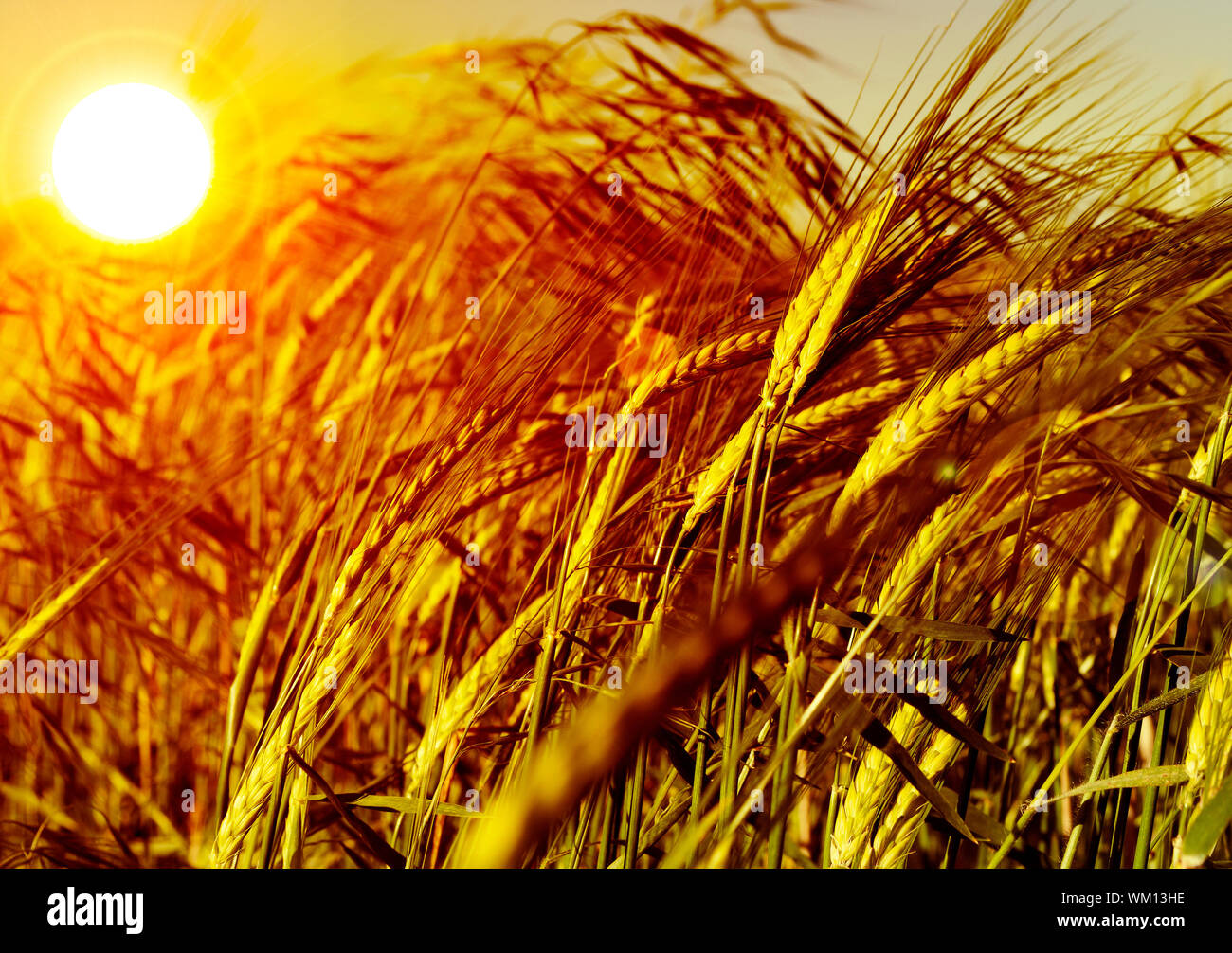 Wheat field. Detail ear of grain and sunset Stock Photo - Alamy
