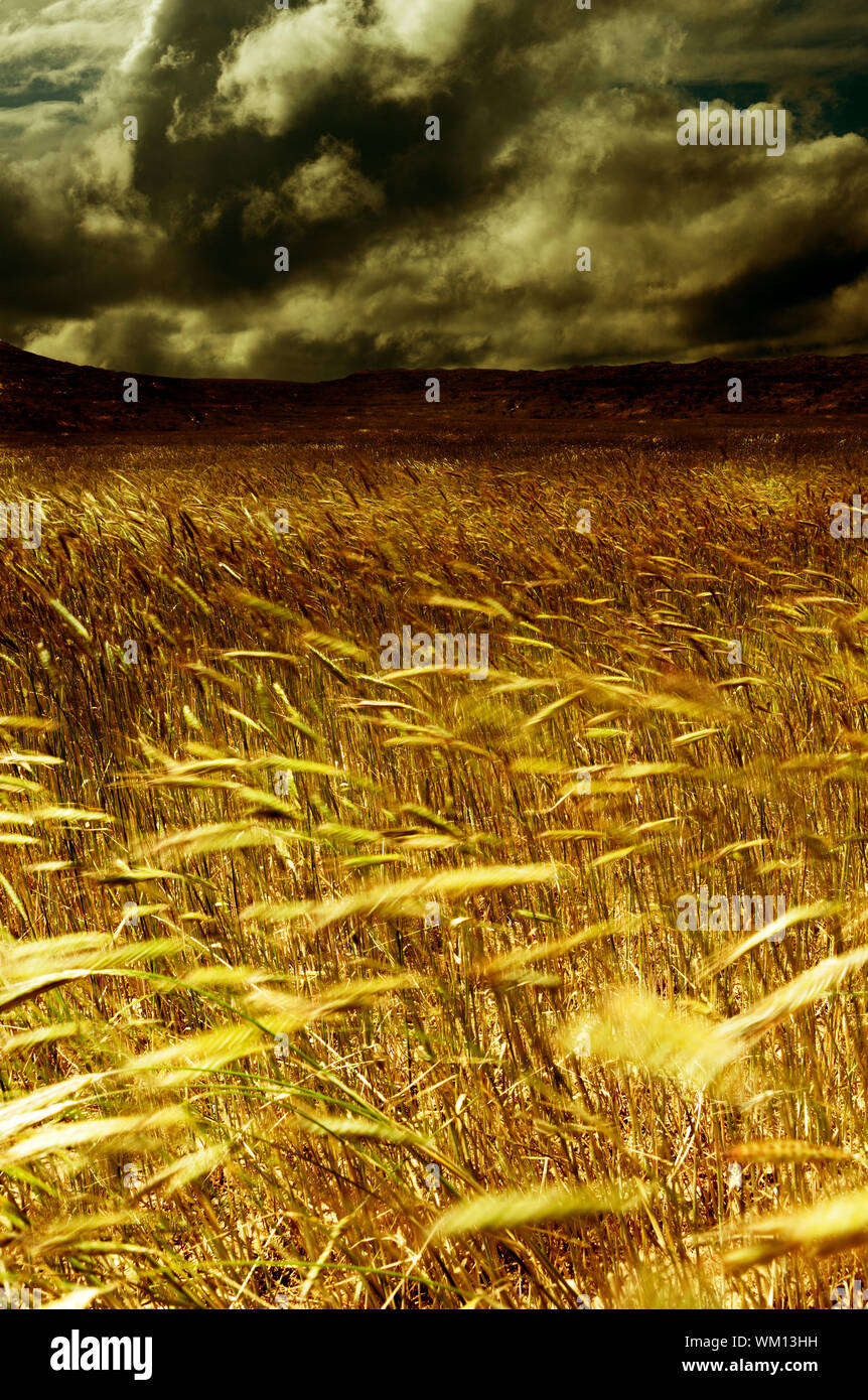 Storm in the harvest field. Wheat field moved through the air Stock Photo - Alamy