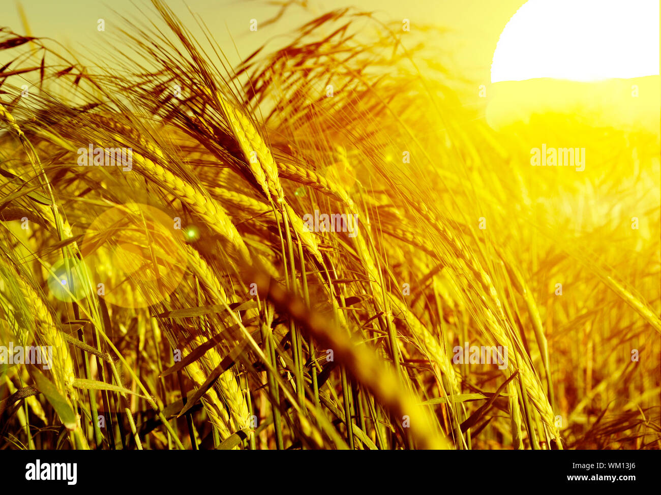 Wheat field. Detail ear of grain and sunset Stock Photo - Alamy