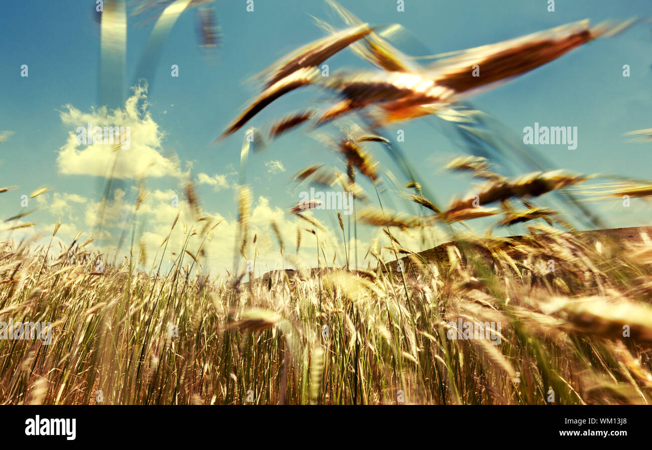 wheat field blowing in the wind Stock Photo - Alamy