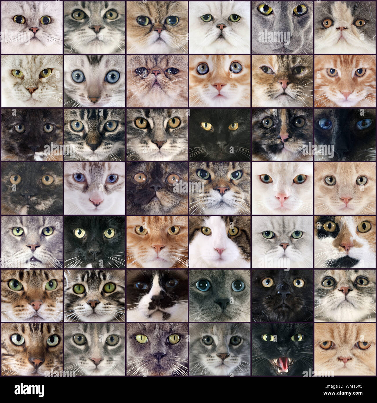 composite picture of group of purebred cats Stock Photo - Alamy