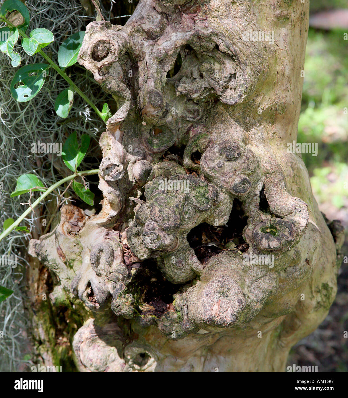 Several knurls on a bare tree trunk with green plans and spanish moss ...