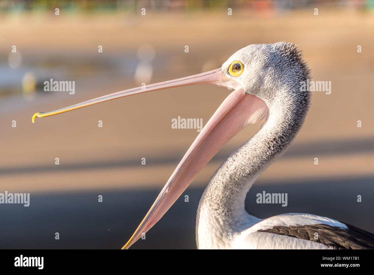 Pelican yawning hi-res stock photography and images - Alamy
