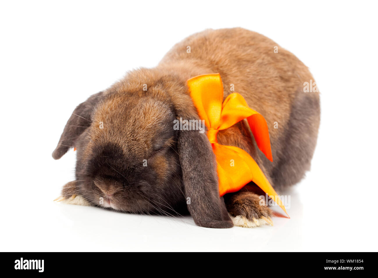 rabbit isolated on a white background Stock Photo - Alamy