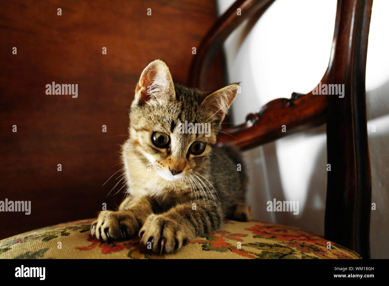 Cute gray kitten on a seated on a chair Stock Photo - Alamy