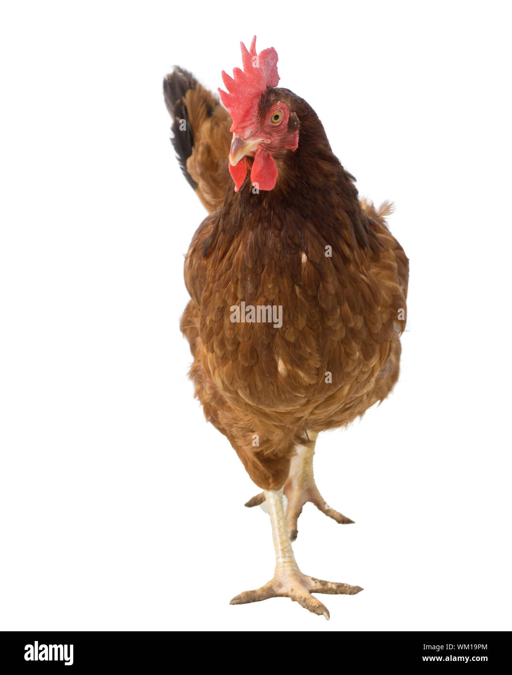 Looking at rooster hi-res stock photography and images - Alamy