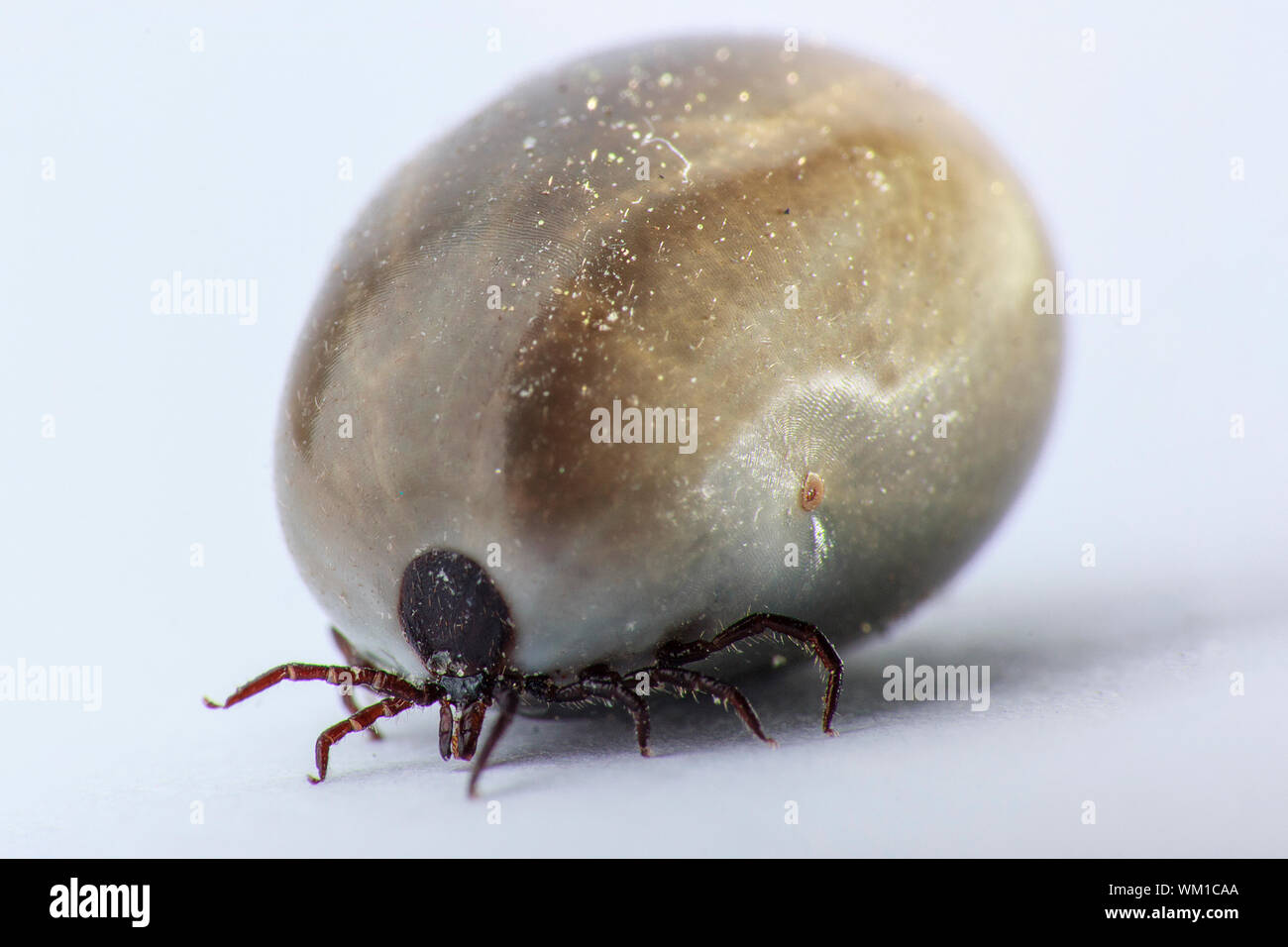 Tick white background insect hi-res stock photography and images - Alamy