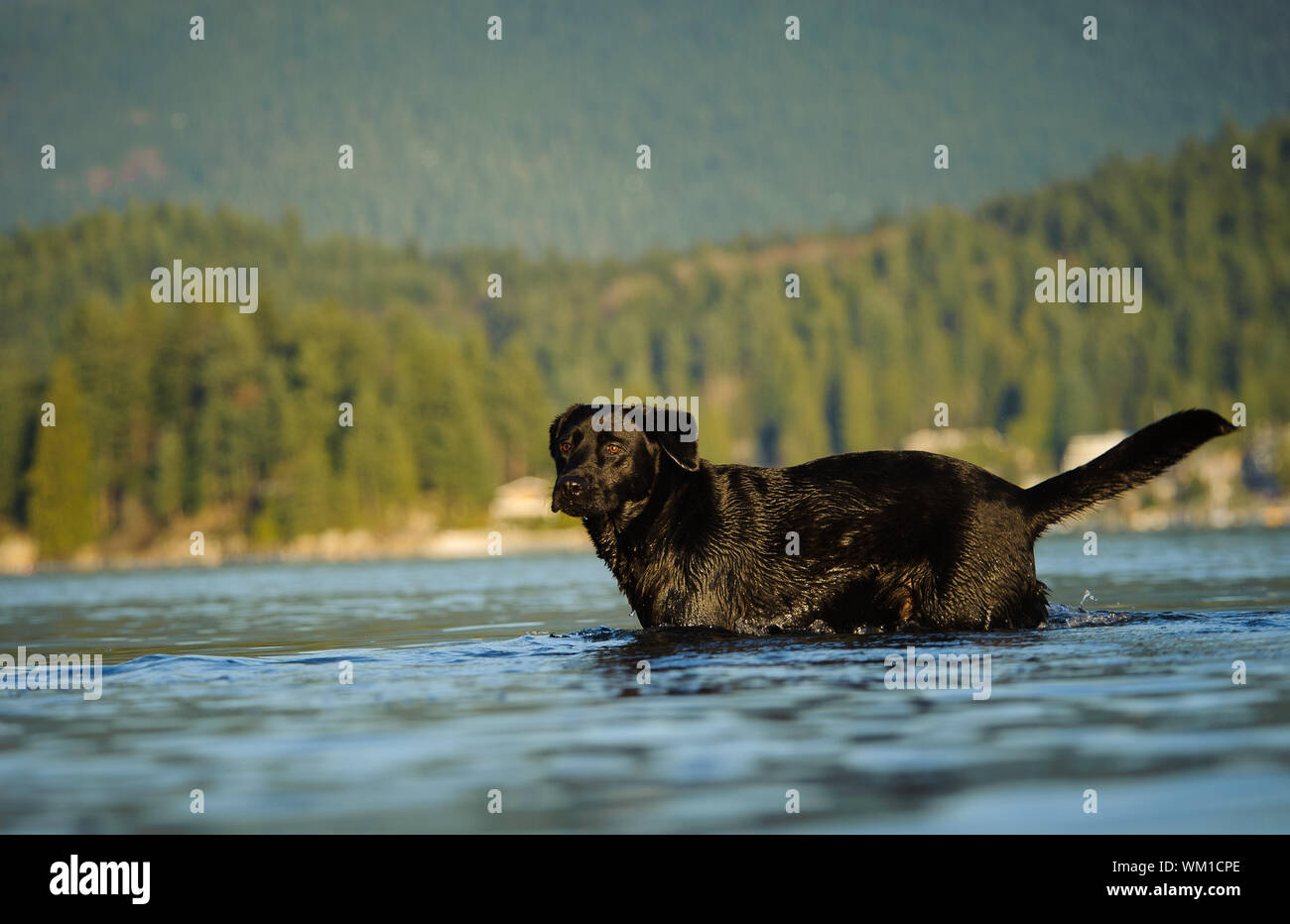 Black labrador retriever outdoors hi-res stock photography and images ...