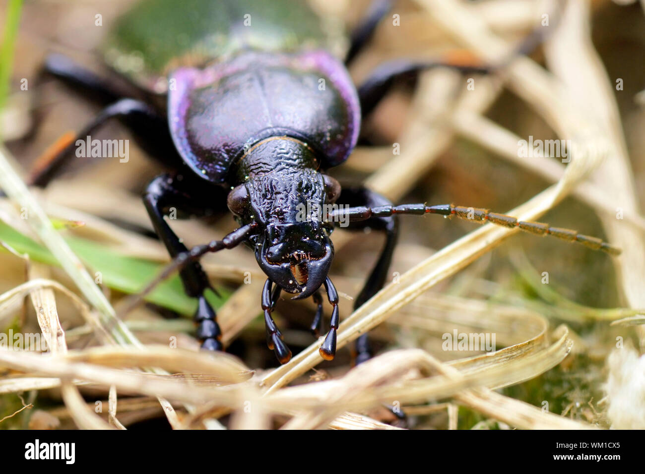 Lurking among the grass, a predato:r the purple-rimmed ground beetle ...