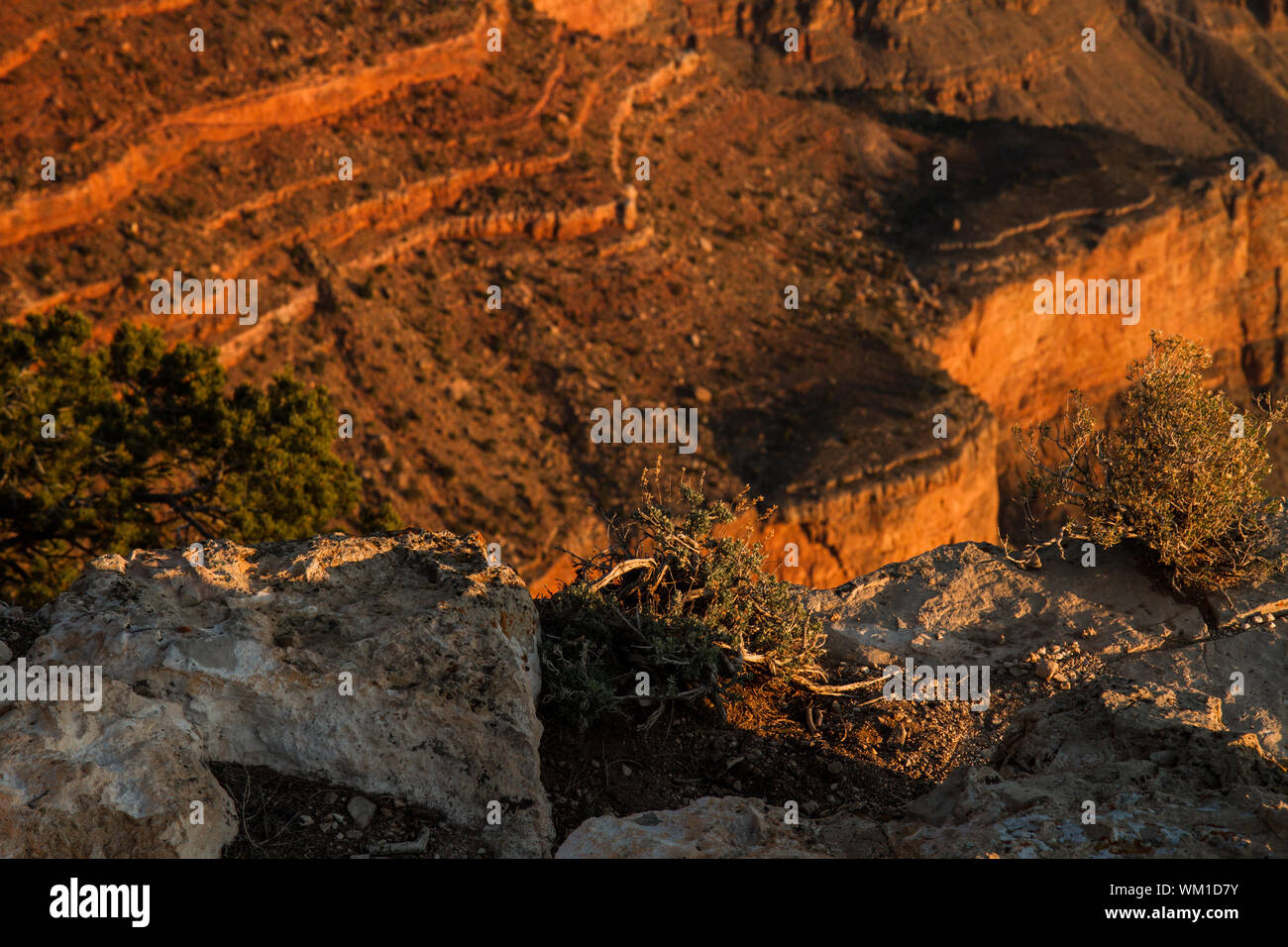 Grand plants hi-res stock photography and images - Alamy