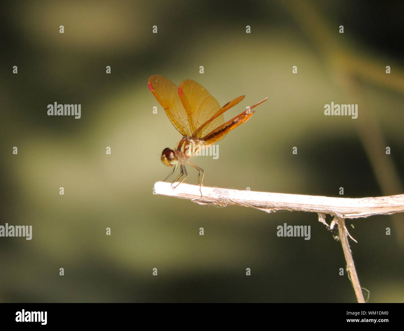 Orange dragonfly hi-res stock photography and images - Alamy