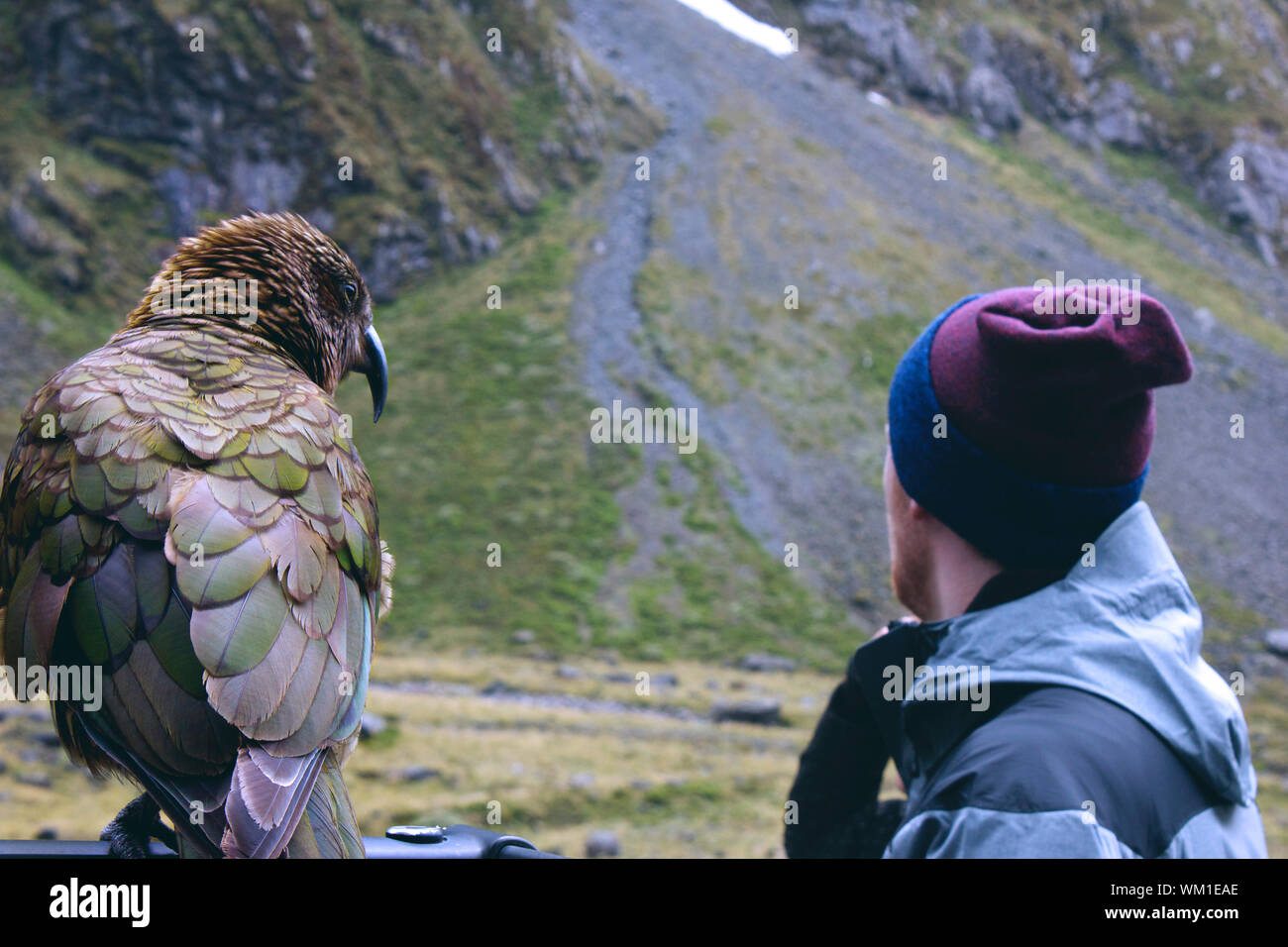 Kea wildlife bird hi-res stock photography and images - Alamy