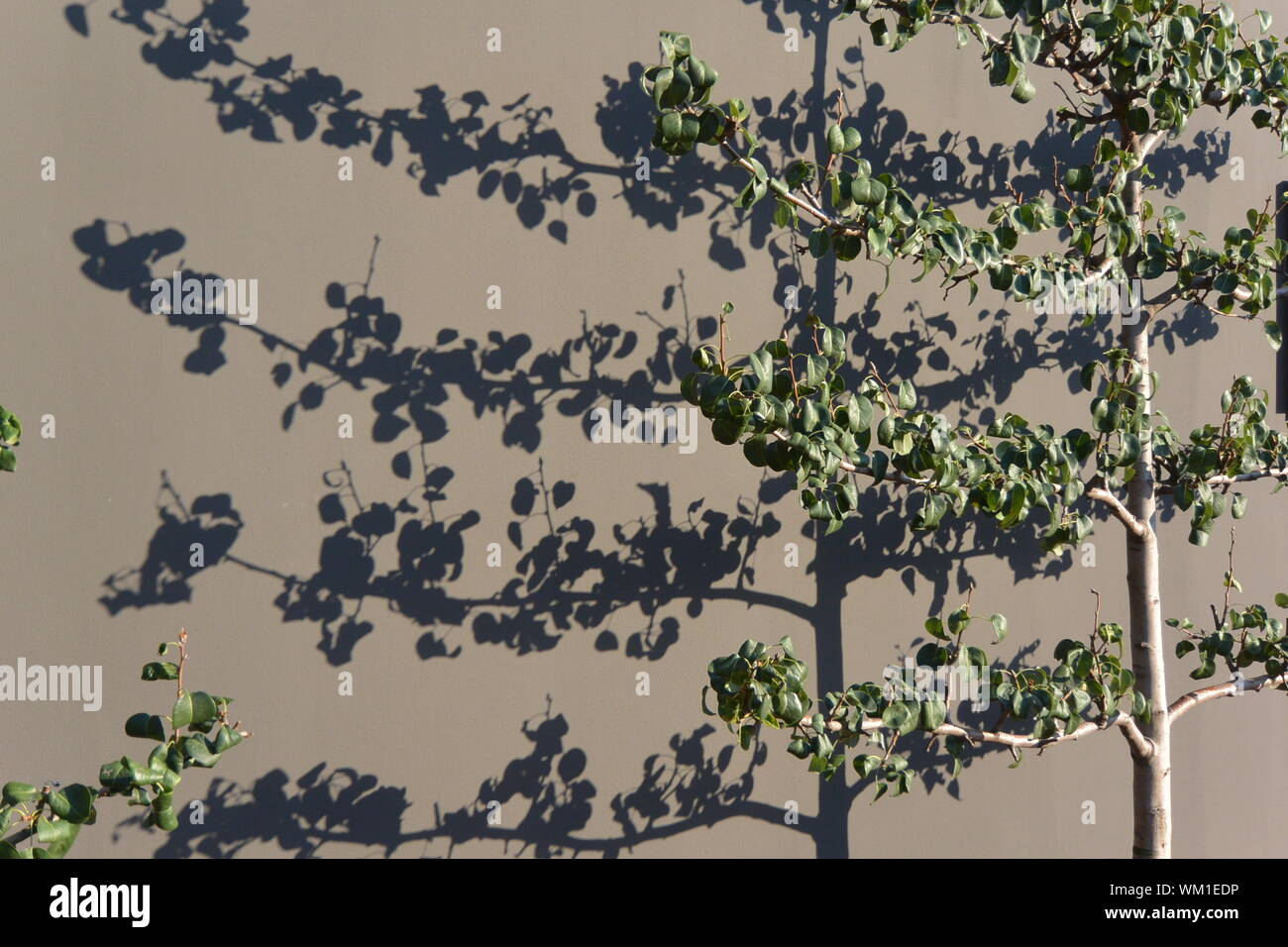 Tree Shadow On Wall High Resolution Stock Photography and Images - Alamy