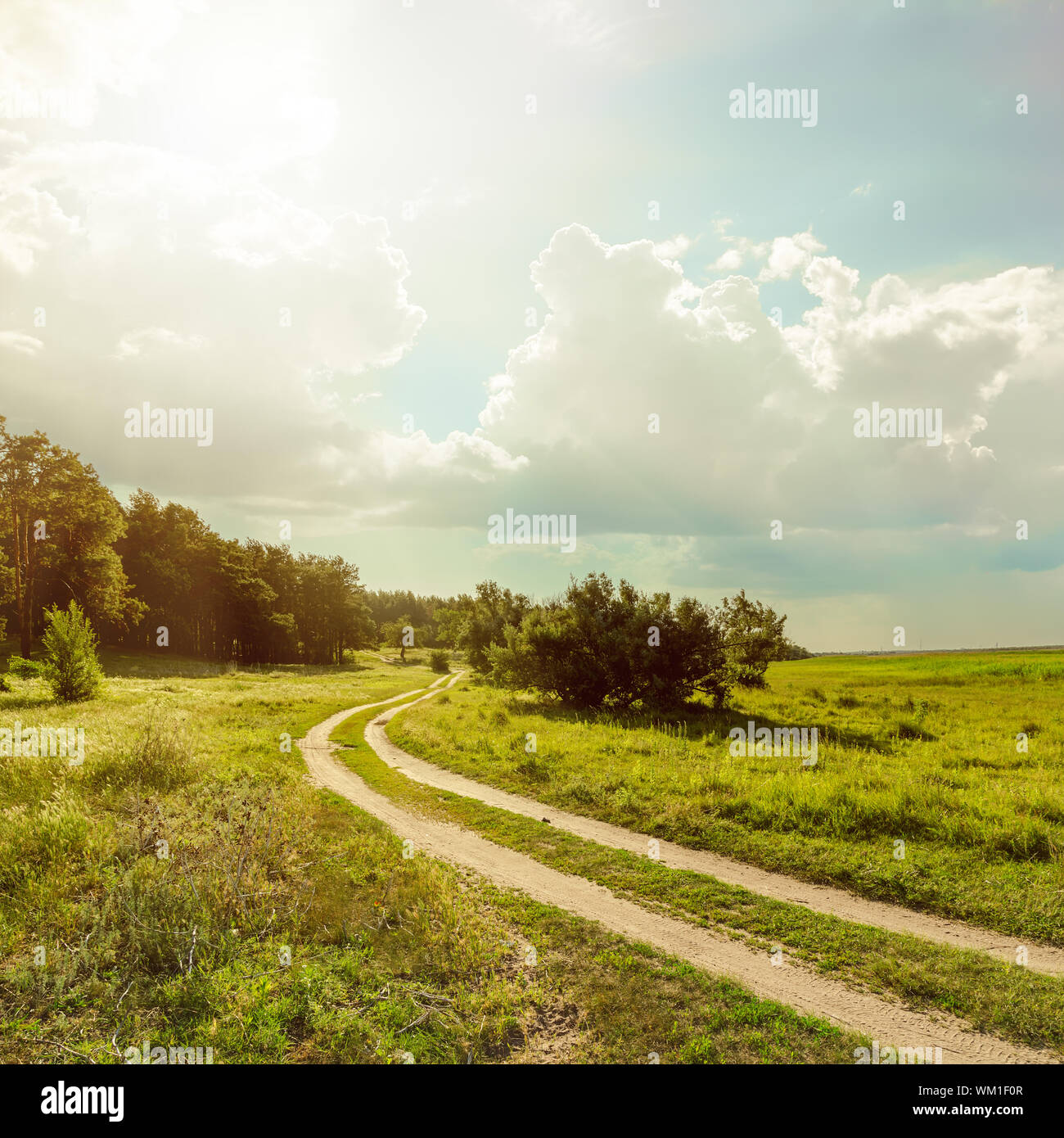 Empty forest path low view hi-res stock photography and images - Alamy