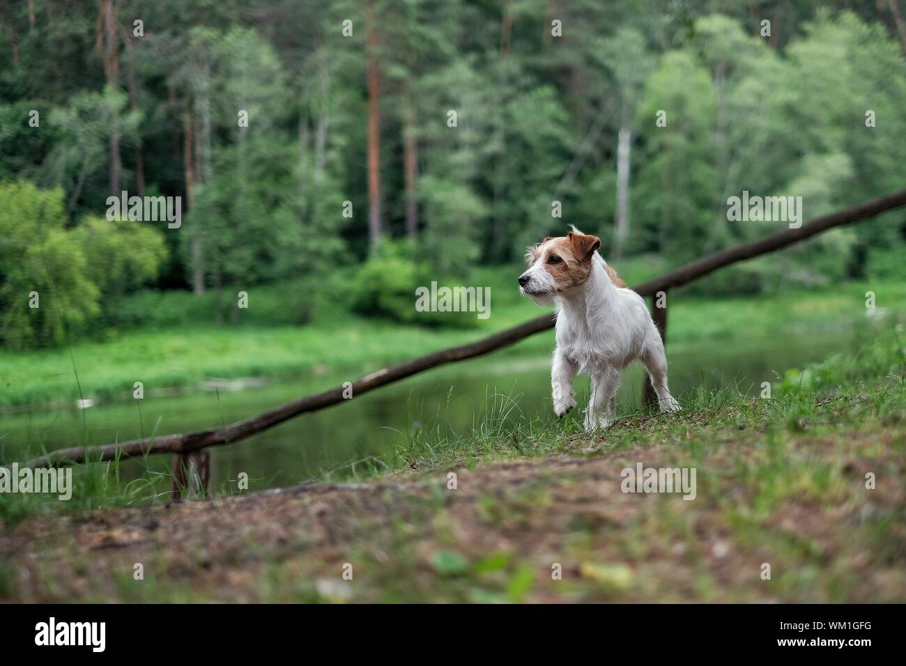Dog in full growth hi-res stock photography and images - Alamy