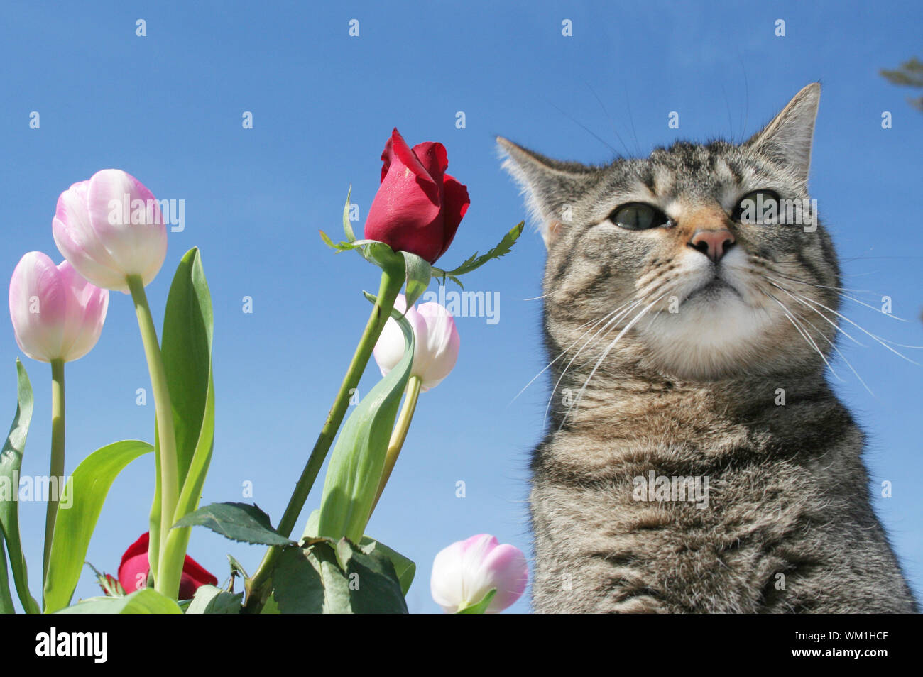 Tabby cat proudly standing in flower garden Stock Photo - Alamy