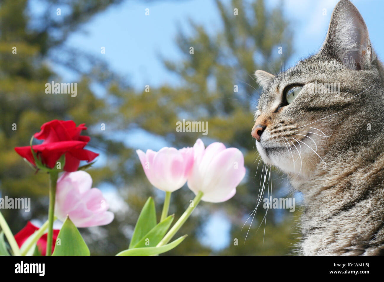 Pink roses cat hi-res stock photography and images - Alamy