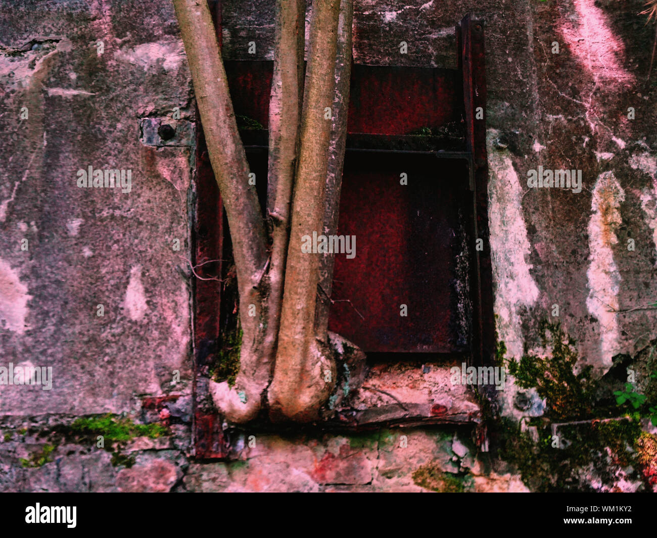 House damaged by tree hi-res stock photography and images - Alamy