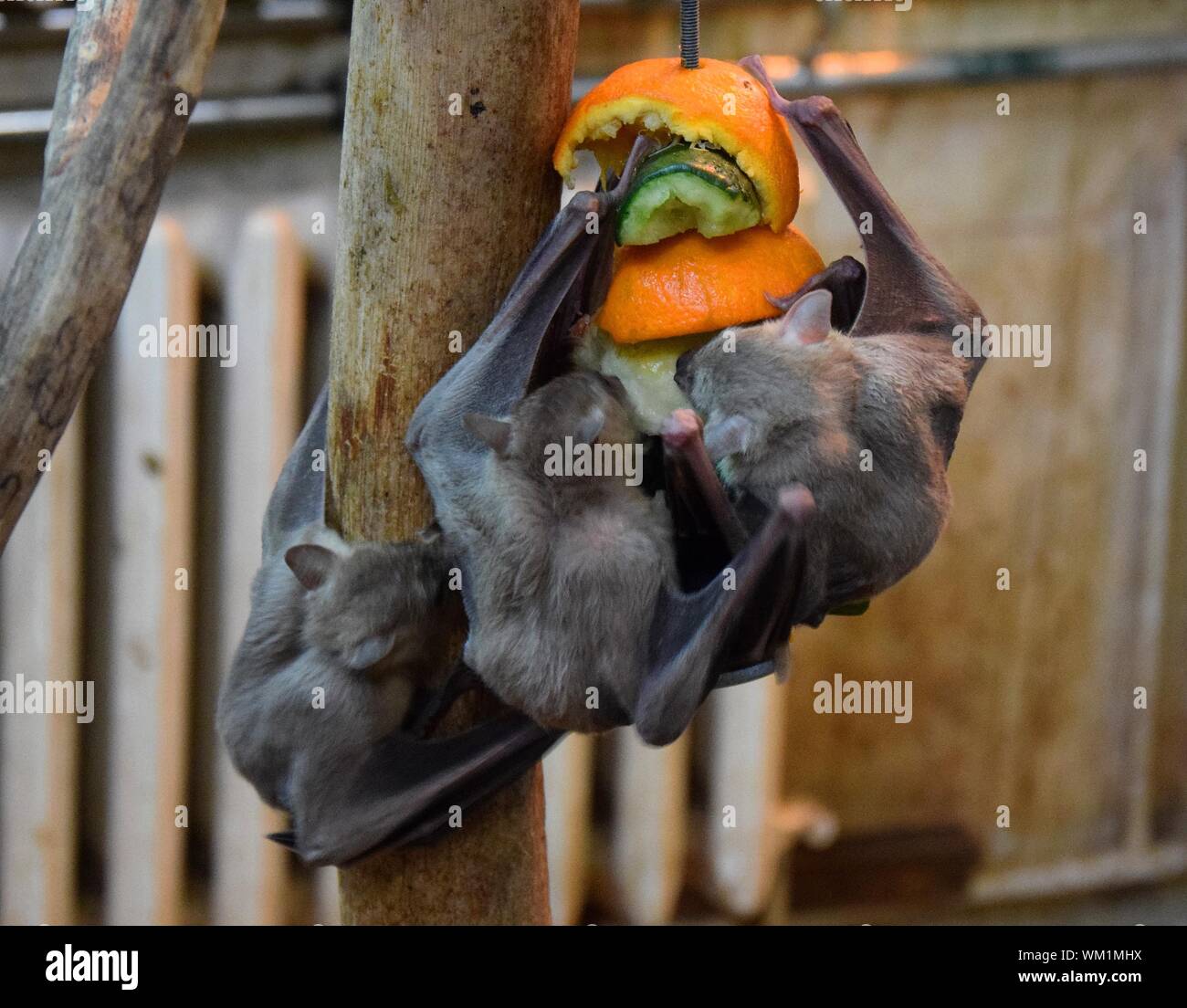Family eating fruits hi-res stock photography and images - Alamy